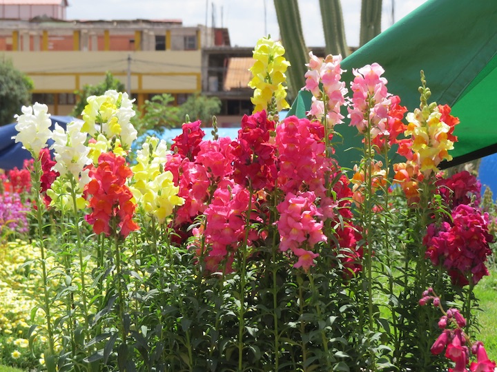 iroon.com: Gallery: Tupac Amaru Flower Market