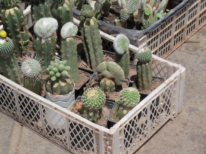 iroon.com: Gallery: Tupac Amaru Flower Market