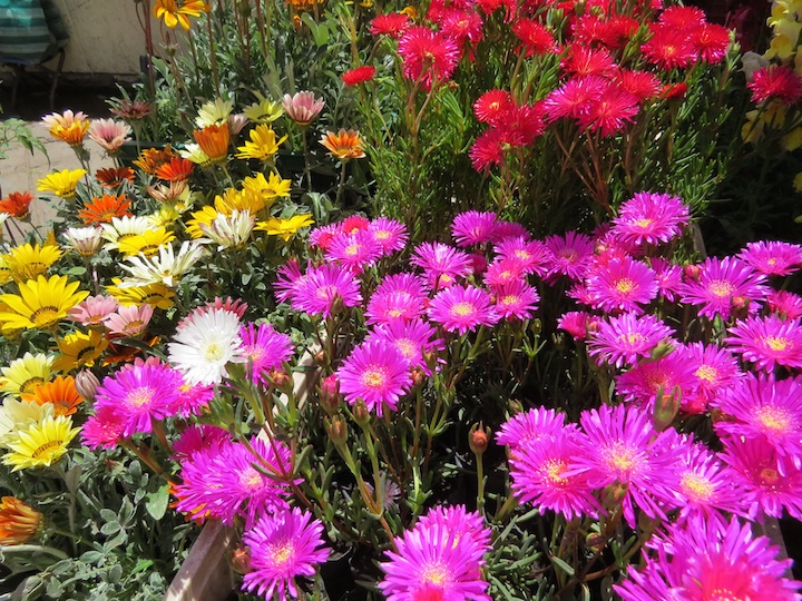 iroon.com: Gallery: Tupac Amaru Flower Market