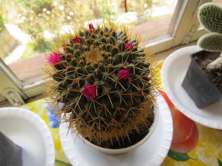 iroon.com: Gallery: Tupac Amaru Flower Market