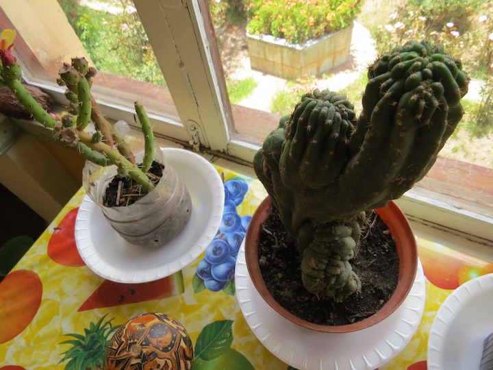 iroon.com: Gallery: Tupac Amaru Flower Market