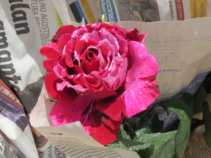 iroon.com: Gallery: Tupac Amaru Flower Market