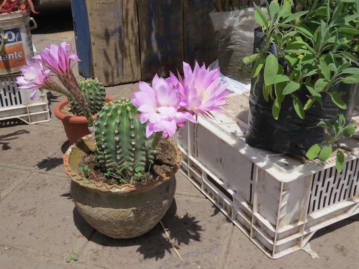 iroon.com: Gallery: Tupac Amaru Flower Market