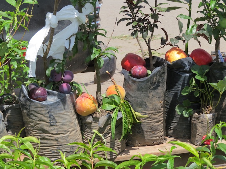 iroon.com: Gallery: Tupac Amaru Flower Market