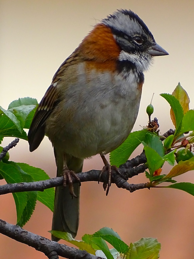 iroon.com: Photos: Ms. Bolbol