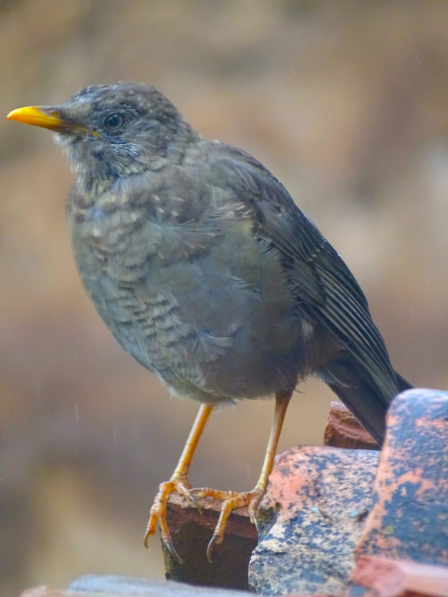 iroon.com: Photos: Zoom Bird