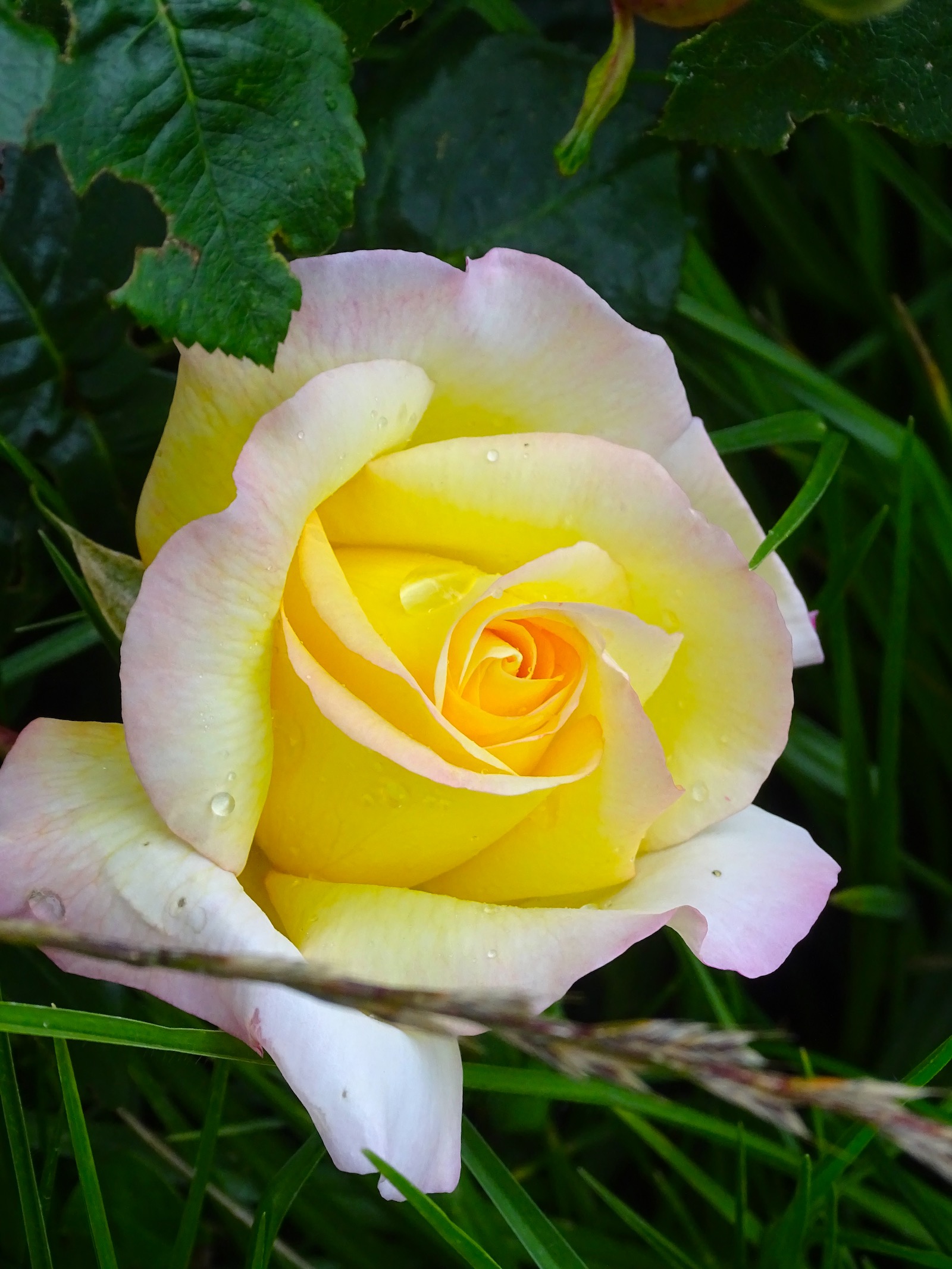 iroon.com: Photos: Yellow Pink Rose