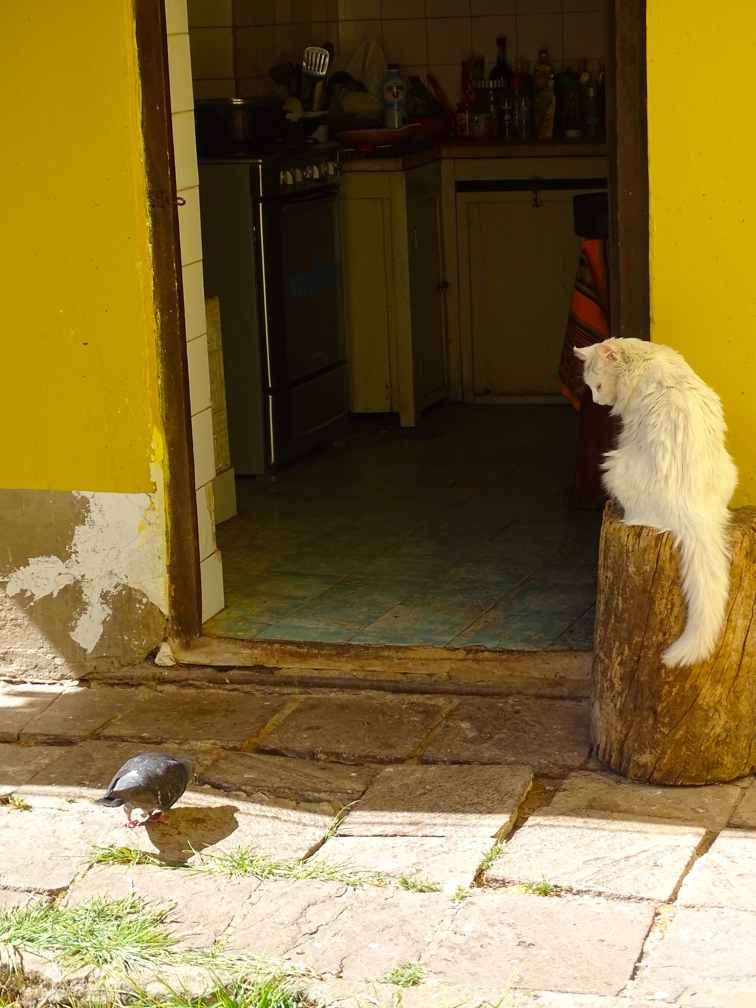 iroon.com: Photos: Cat & Pigeon