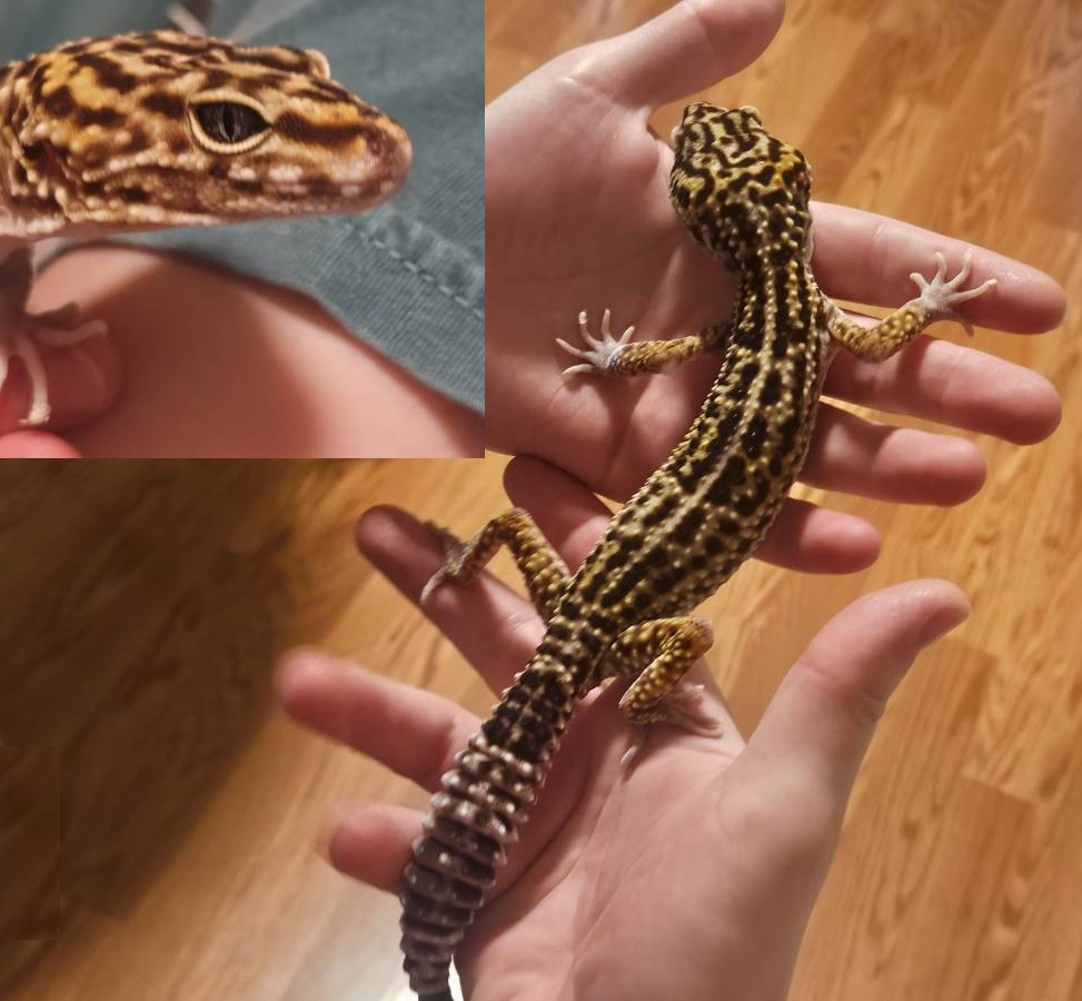 iroon.com: Photos: Iranian fat-tailed gecko